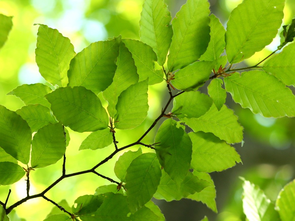 「脊振山のブナ新緑」の無料写真素材